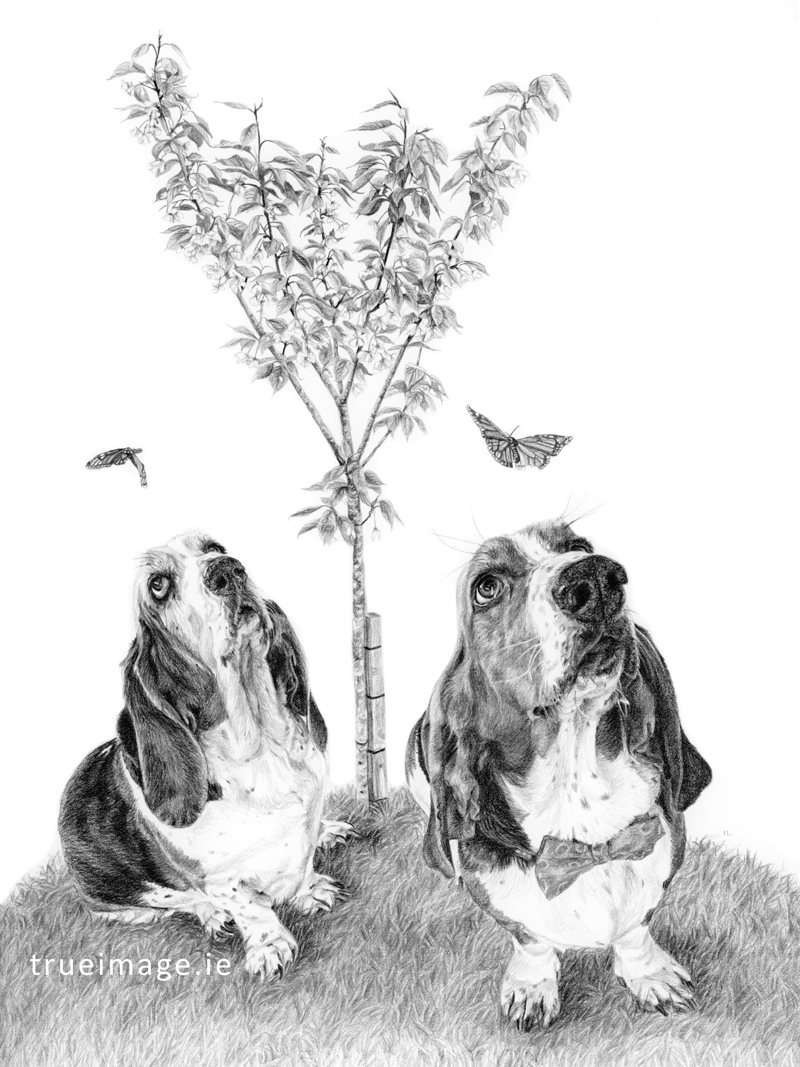 Two basset hounds, a cherry blossom tree and two butterflies – TRUE ...