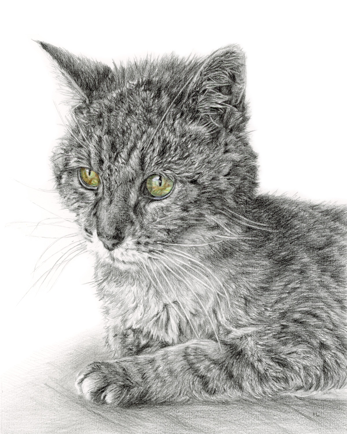 Zippy the Tabby Cat – TRUE IMAGE FINE ART